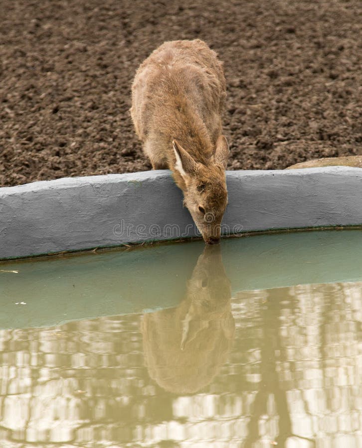 Reflection in Water of a Deer Drinking Water Stock Image - Image of ...