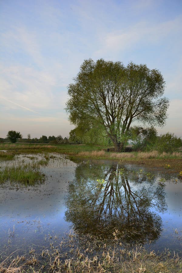 Tree Reflection in Water - Hdr Stock Photo - Image of beautiful ...