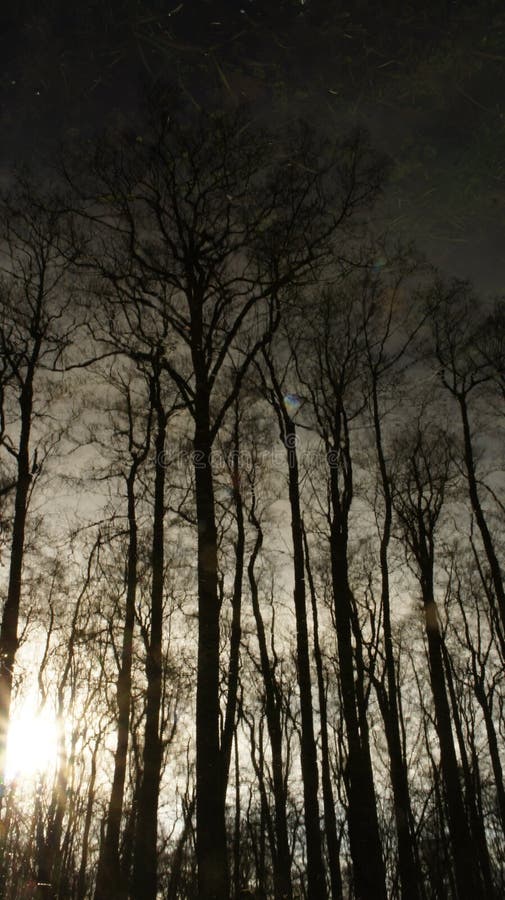 Reflection of Water Mirror in the Forest Stock Photo - Image of rural ...