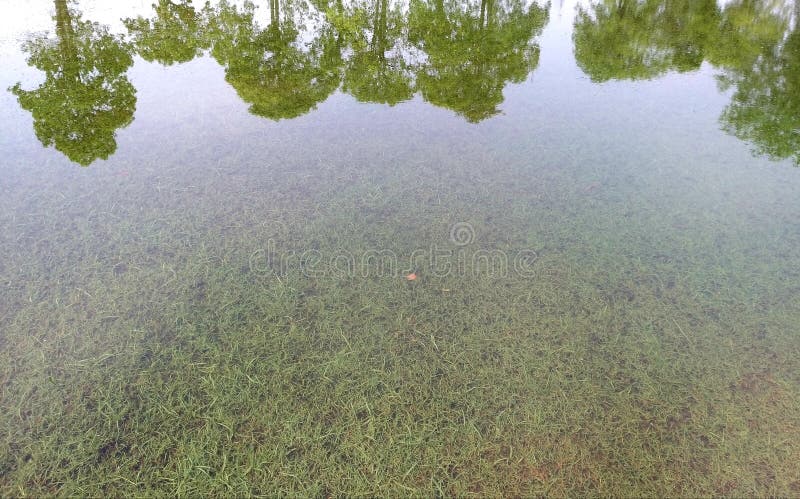Reflection in Water after Rain, Inverted Trees Stock Image - Image of ...