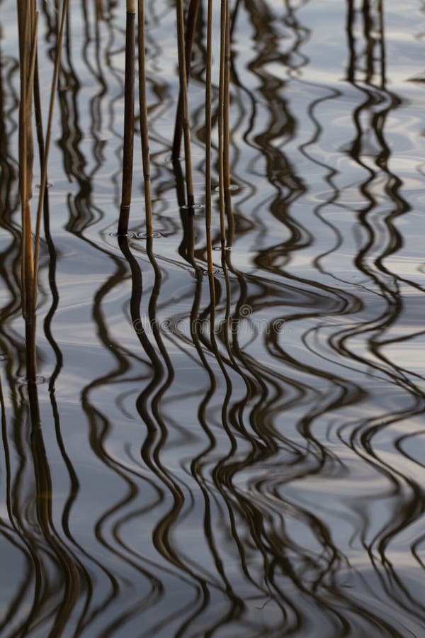 Reed Reflected in the Lake Water 1 Stock Photo - Image of brown ...