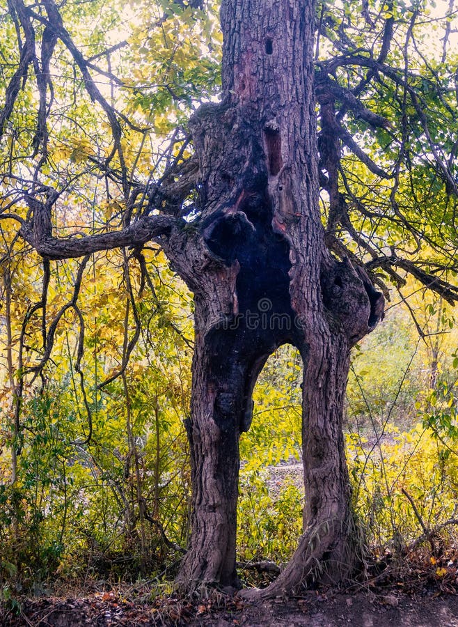 Reflection in the Water, Single Standing Trees at Different Times of ...