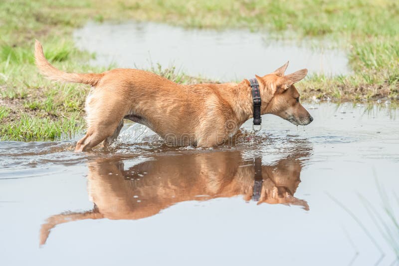 Reflection in water stock image. Image of playful, happiness - 78067867