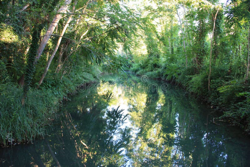 Reflection of the Water of a Tropical River among the Vegetative Flora ...
