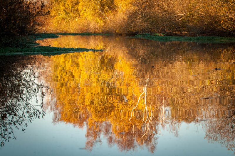 Reflection in Wetland in Fall Stock Photo - Image of landscape ...
