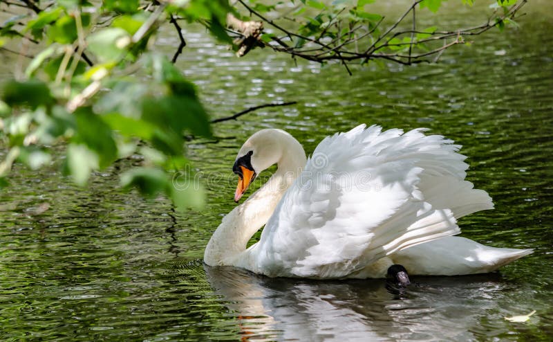 Reflection of a White Swan on a Lake with Tree Branches in the Left ...