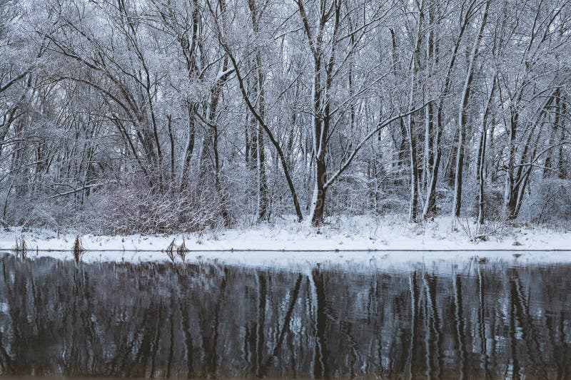 Winter Trees Reflected in the Water. Winter Landscape Stock Photo ...