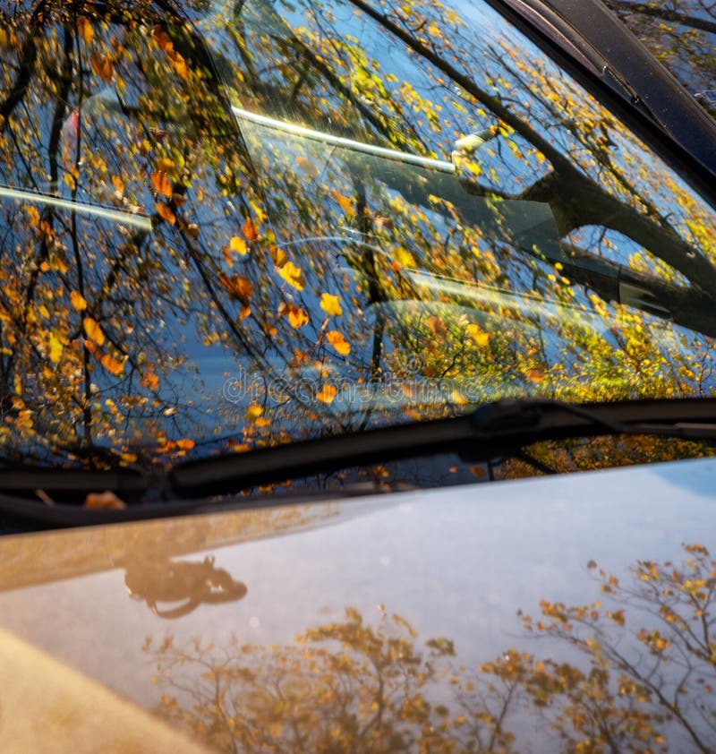 Reflection of Yellow Autumn Leaves on Car Windshield Stock Photo ...