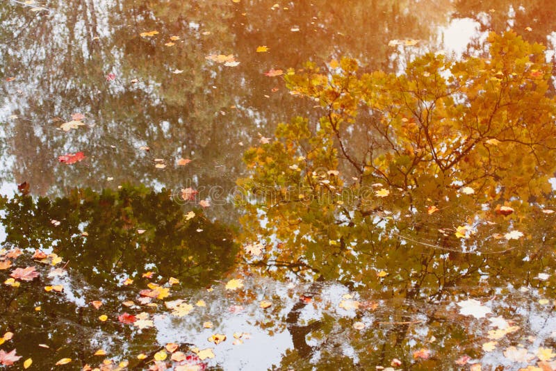 Reflection of Yellow Fall Trees in Water in Forest Stock Image - Image ...