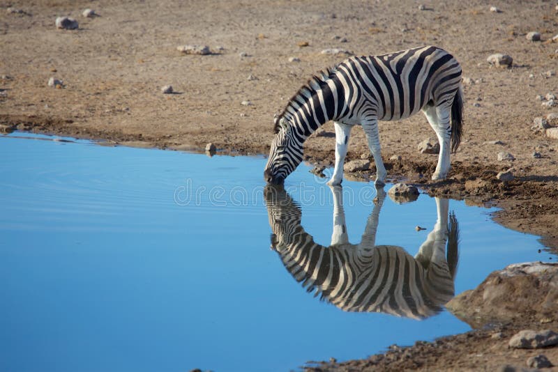 Reflection of a zebra stock photo. Image of mammal, national - 65432344