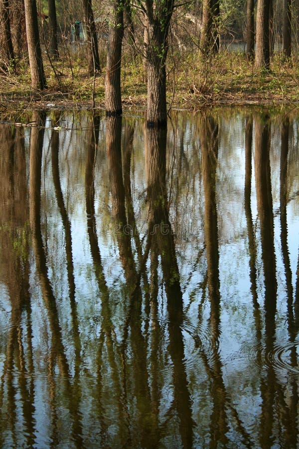 Reflections stock photo. Image of peaceful, rotting, calm - 21379478