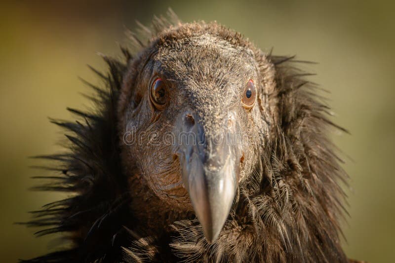 Reflections in California Condors Eyes Stock Photo - Image of ...