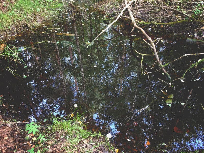 Reflections on the Water of Small Pond in the Forest. Stock Photo ...