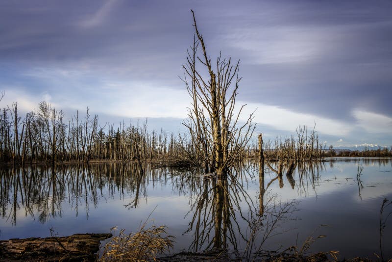 Reflections of Dead Tree in Quiet PondDead Trees, Sky Color, and Clouds ...