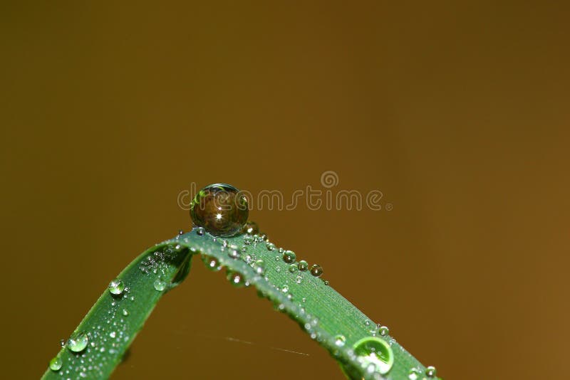 Reflections in Dew Droplets Stock Photo - Image of drop, botany: 58934348