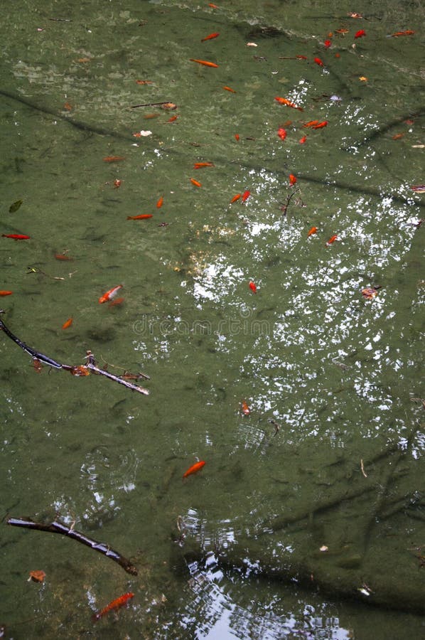 Reflections of fish stock image. Image of fountain, trees - 80540875