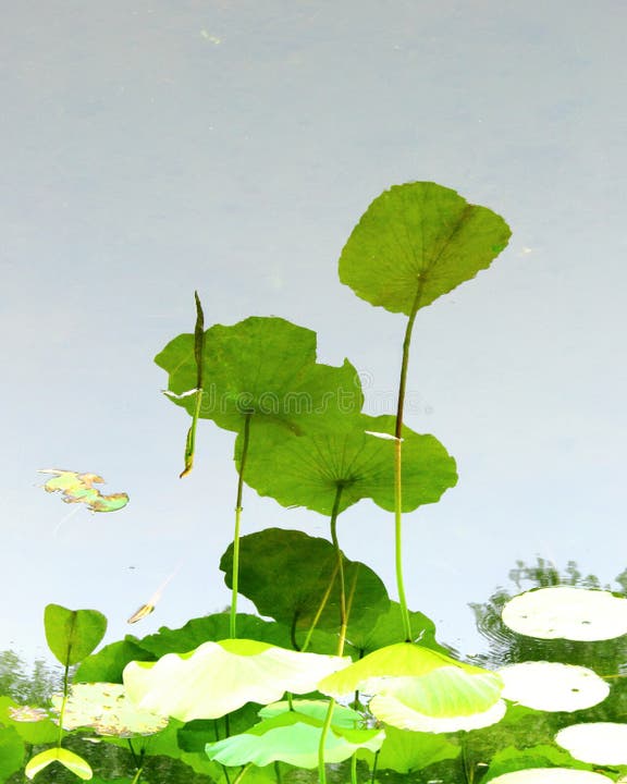 Reflections of lotus stock photo. Image of grass, wave - 95746528