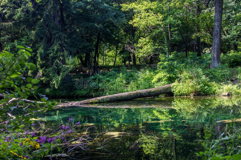 Reflections of the Forest Behind the Pond Stock Image - Image of ...