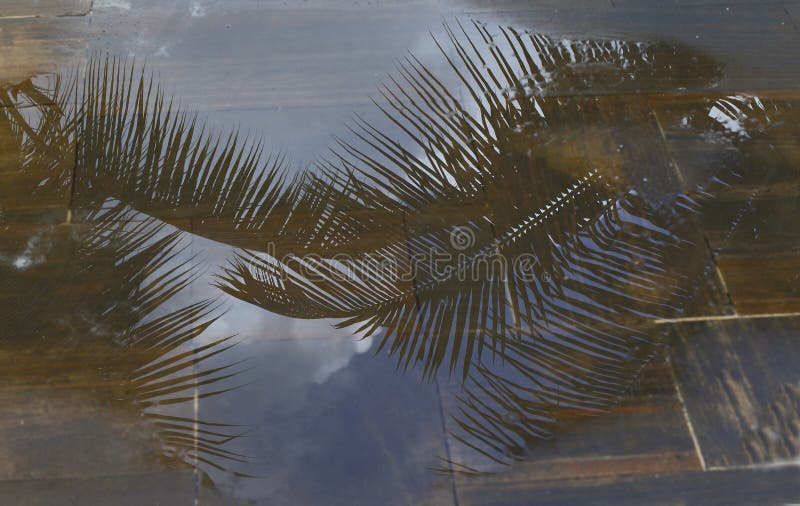 Reflections of Palm Leaves in a Puddle of Water Stock Photo - Image of ...