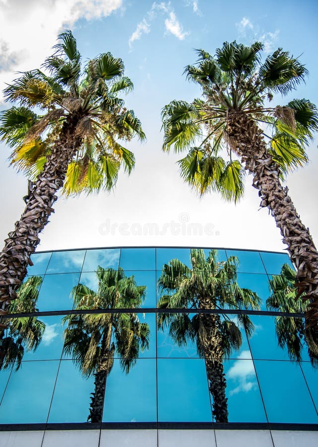 Reflections of Palm Trees in Building Stock Image - Image of windows ...