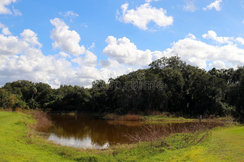 Florida Pond stock photo. Image of florida, background - 189123186