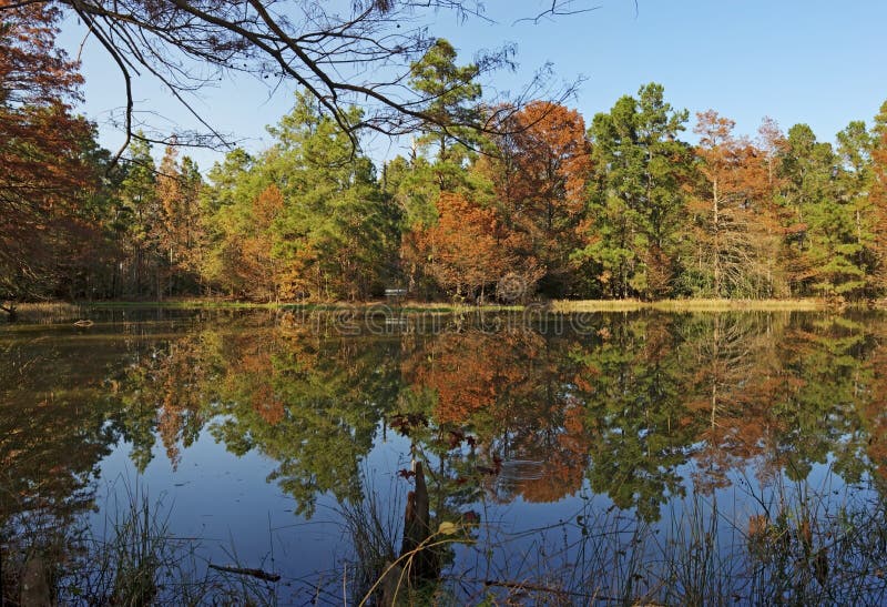 Reflections on a Pond-W G Jones State Forest Stock Image - Image of ...