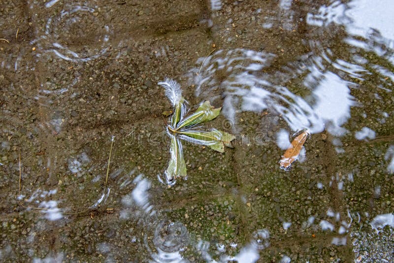 Reflections in a Puddle - Background Use Stock Photo - Image of scene ...