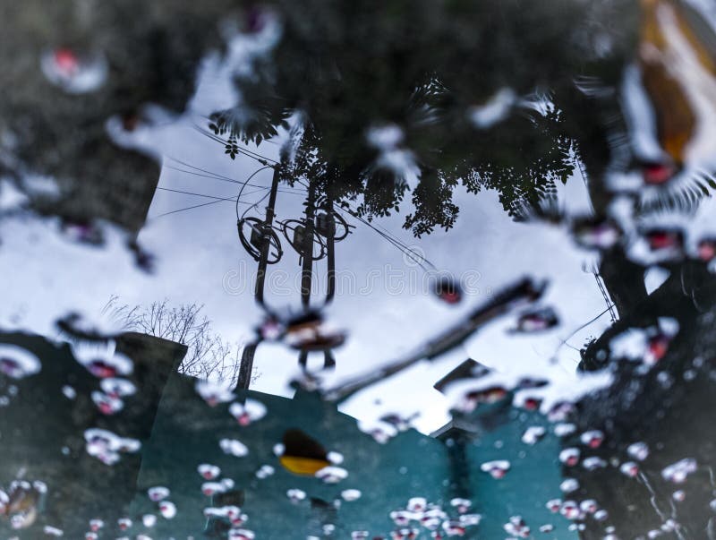 Reflections on Puddle of Water, Tree Leaves and Electricity Pole Stock ...