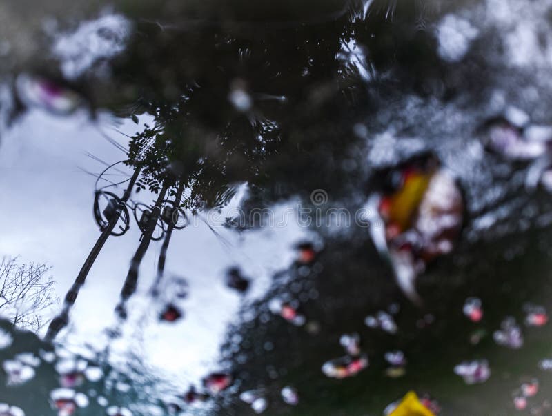 Reflections on Puddle of Water, Tree Leaves and Electricity Poles Stock ...
