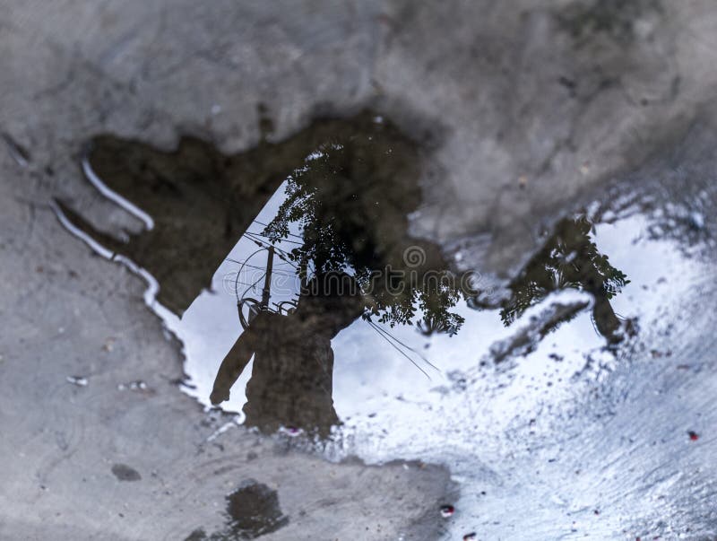 Reflections in Puddle of Water, Tree Leaves and the Silhouette of a ...