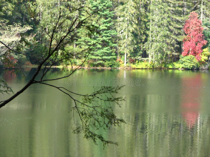 Reflections of a red tree stock photo. Image of landscapre - 11517688