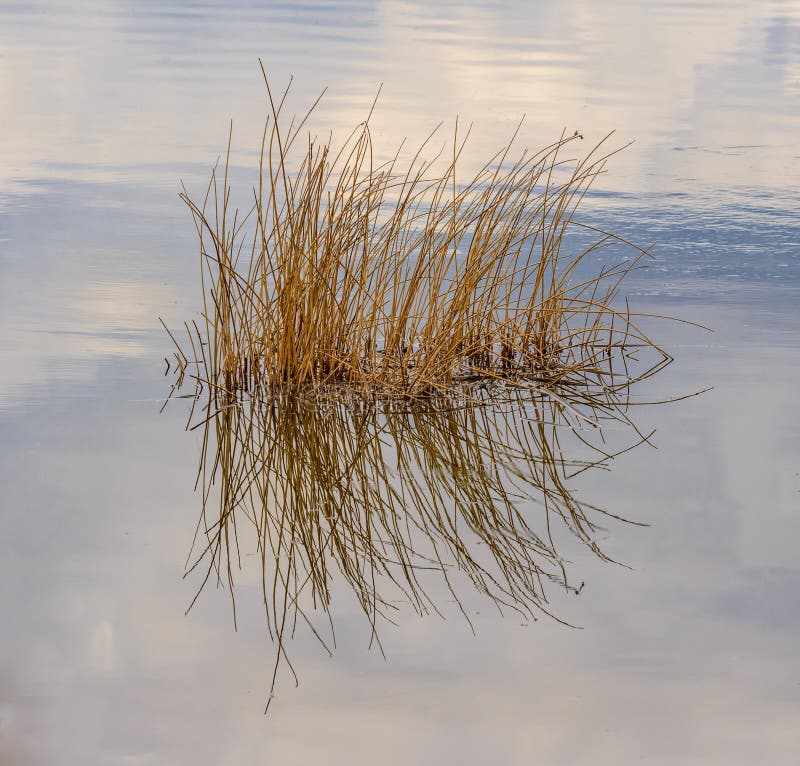 Reflections of Reed and Sky in Lake Water Surface Stock Photo - Image ...