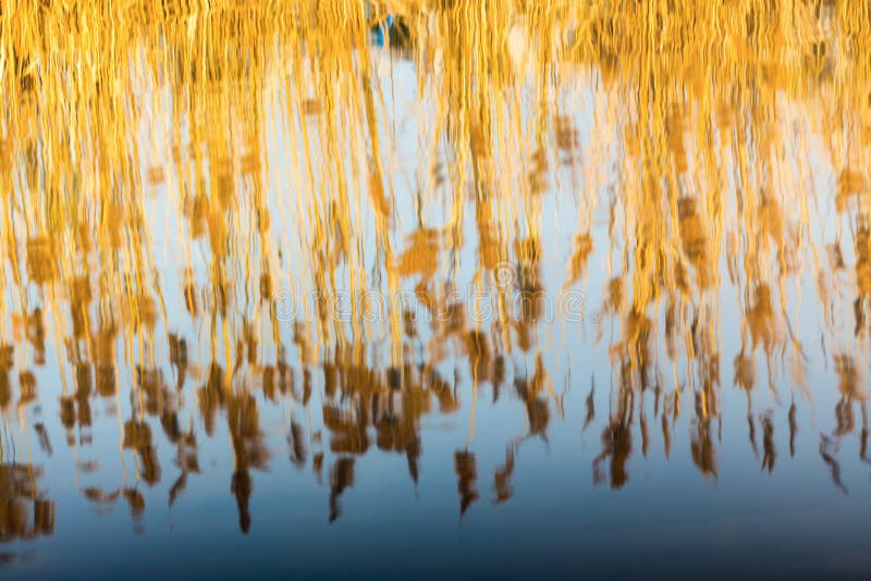 Reflections of Reeds and Blue Sky in River Stock Image - Image of mist ...