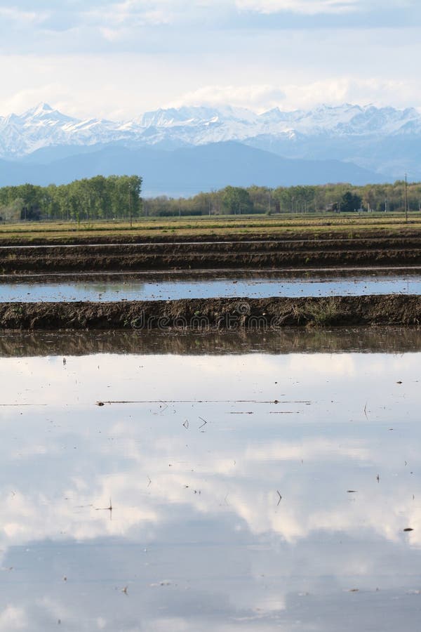 Reflections in a rice crop stock image. Image of rice - 24721545