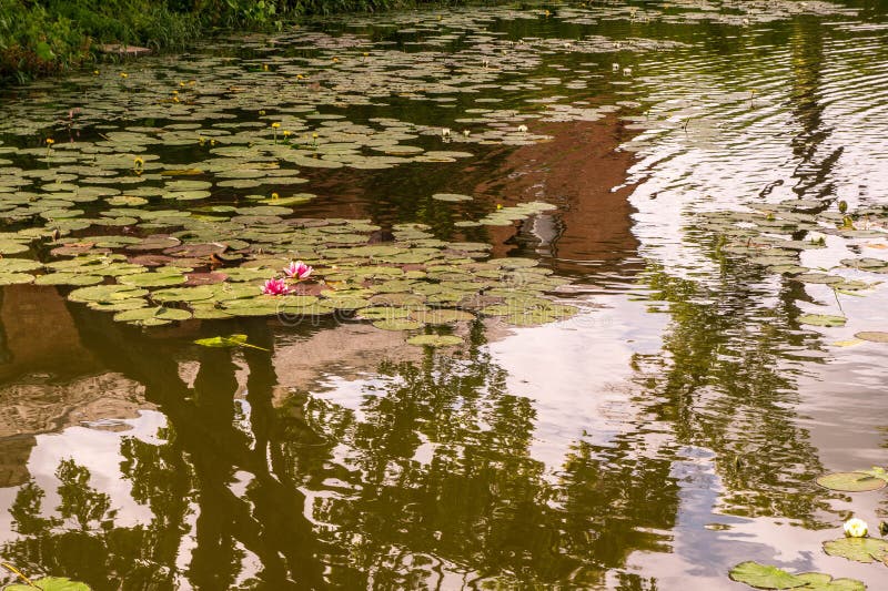 Reflections in rural pond stock image. Image of park - 98231187