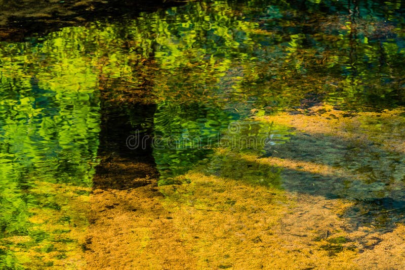 Reflections in a Shallow Stream Stock Photo - Image of forest ...