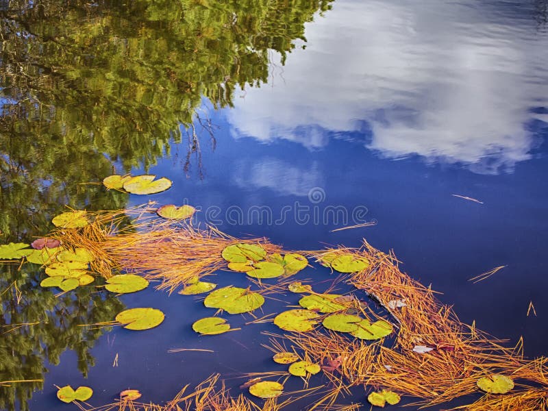 Reflections in a Small Lily Pond Stock Image - Image of woodlands ...