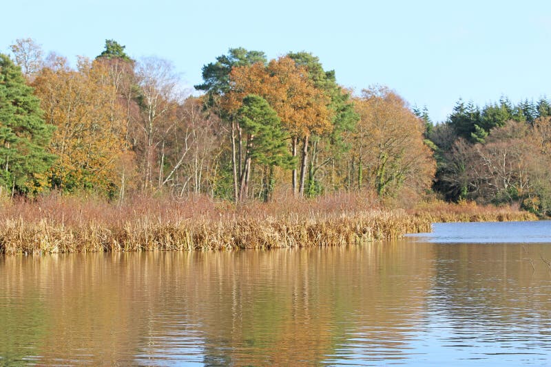 Reflections in Stover Country Park, Devon, in Autumn Stock Photo ...