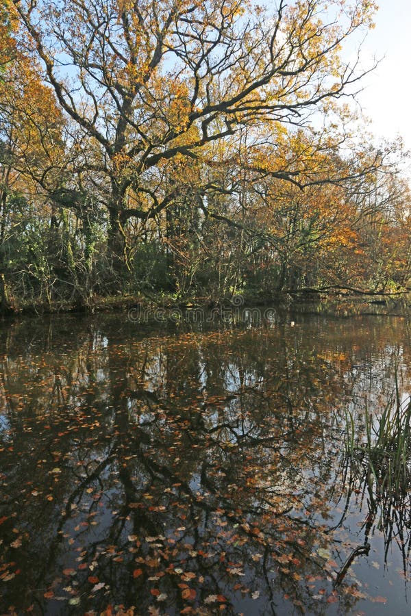Reflections in Stover Country Park, Stock Image - Image of season, wood ...