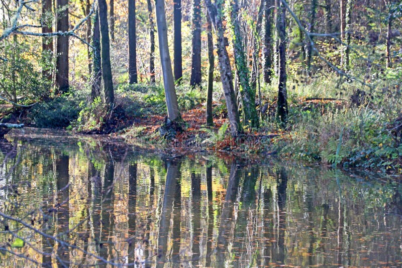 Reflections in Stover Country Park, Devon Stock Image - Image of ...