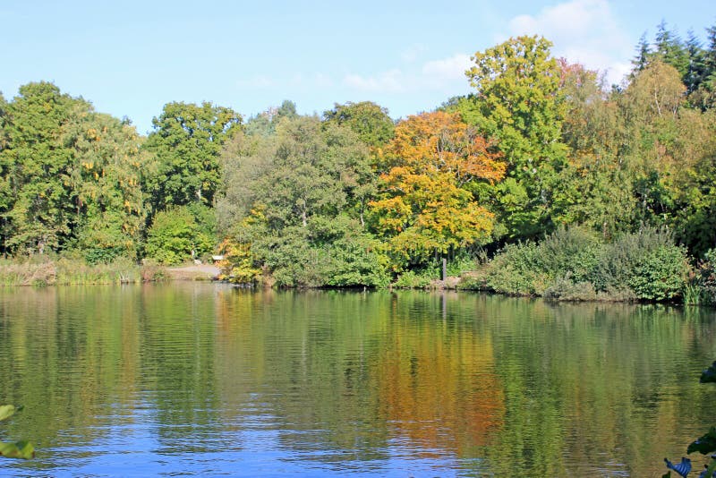 Reflections in Stover Lake, Devon Stock Image - Image of summer, pond ...