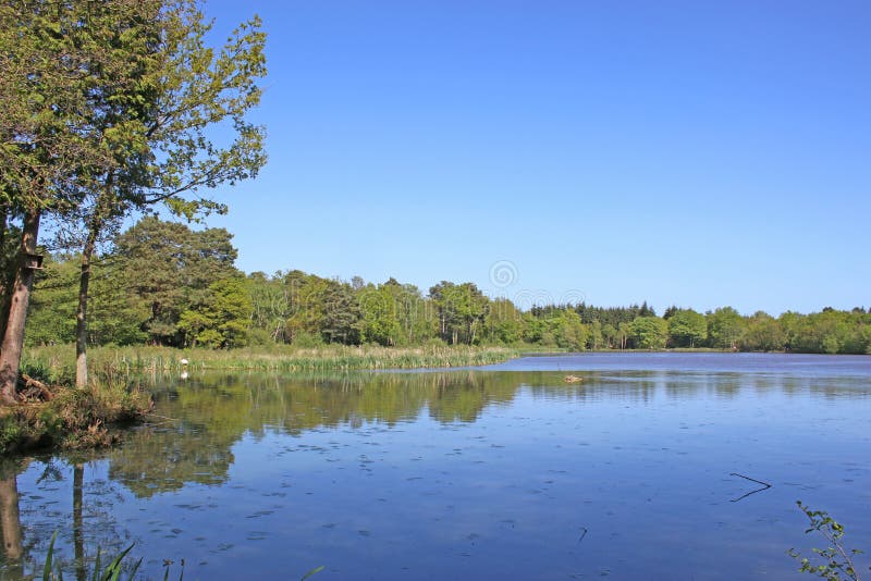 Reflections in Stover Lake, Devon Stock Photo - Image of forest, tree ...