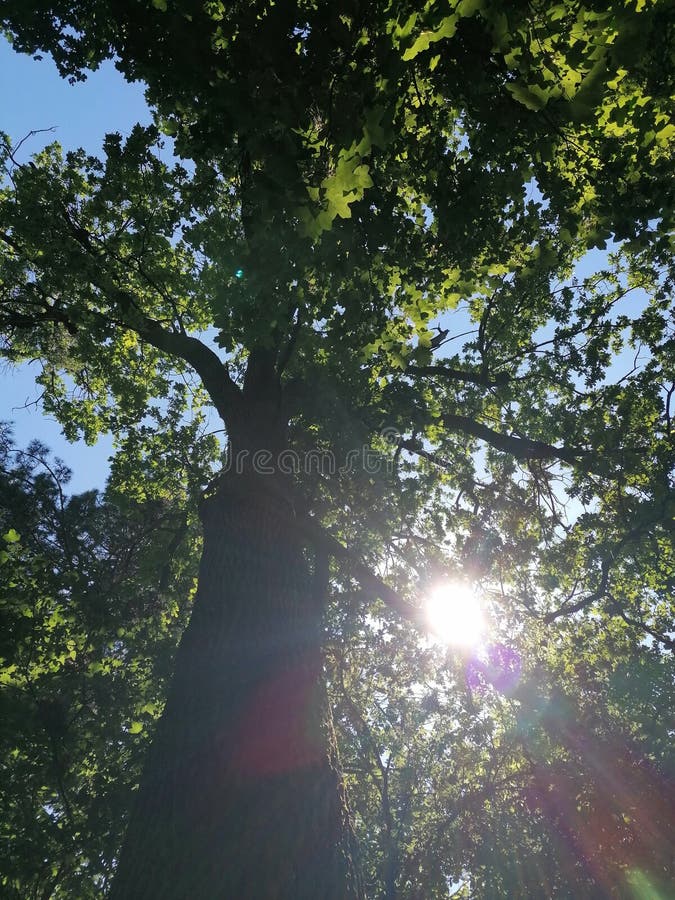 The Reflections of the Sun among the Branches of a Big Tree Stock Photo ...