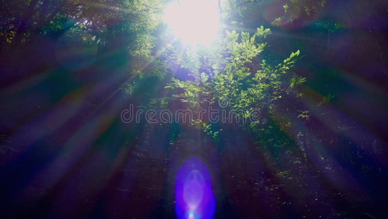 Reflections of the Sun among the Trees of the Forest Stock Photo ...