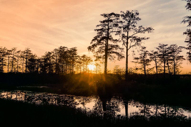 Orange Swamp Silhouette Sunset Stock Image - Image of blue, dusk: 218539237