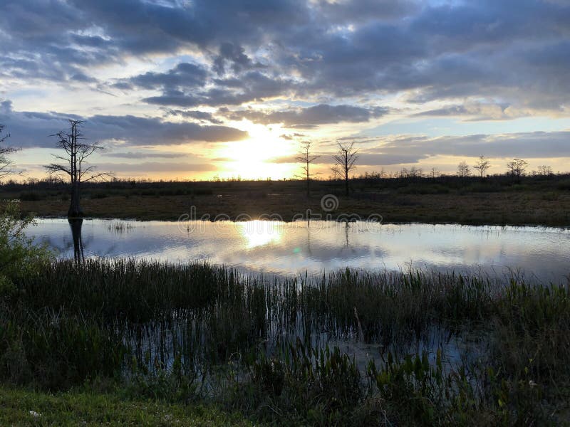 Sunset in the swamp stock photo. Image of florida, forest - 110817166
