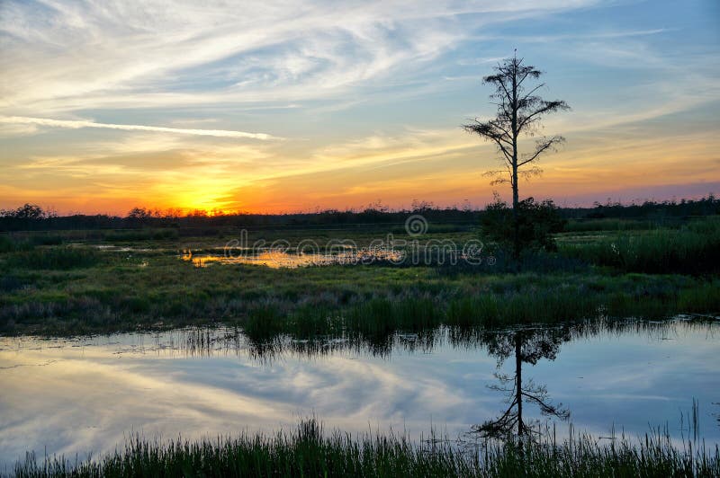 Sunset in the swamp stock photo. Image of louisiana - 167092216