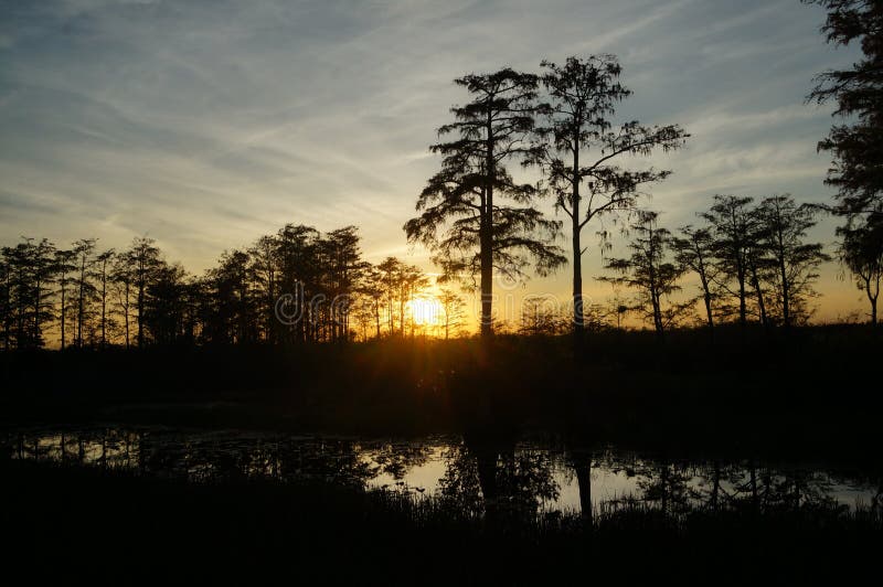 Sunset in the swamp stock photo. Image of dusk, marsh - 165357784