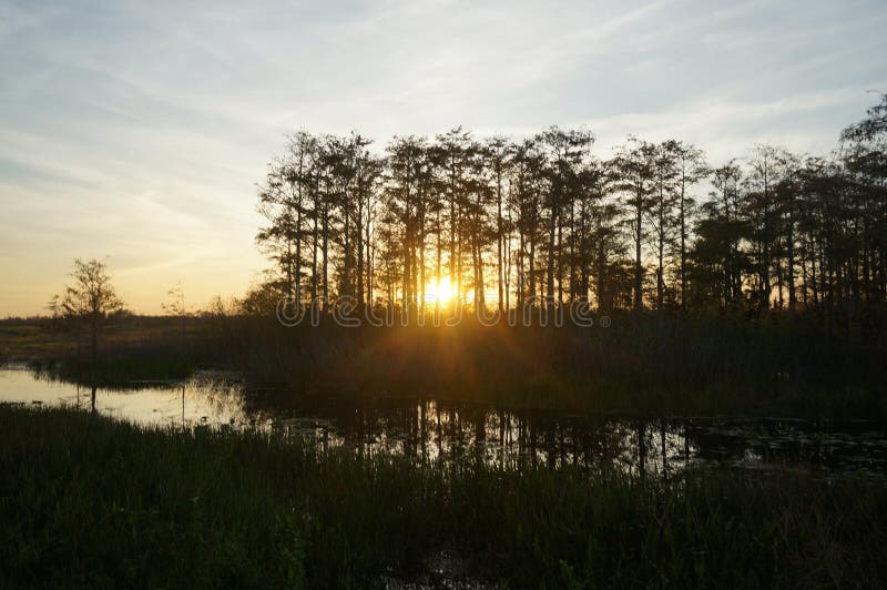 Sunset in the swamp stock photo. Image of everglades - 165357792