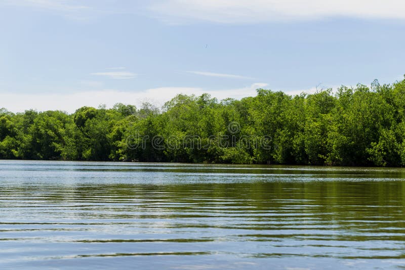 Reflections in the swamp stock image. Image of landscape - 86437859